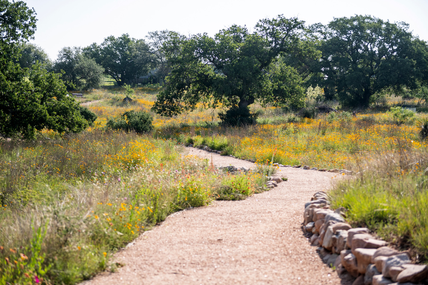 Rewilding the Outdoors with Sarah Yant - Austin Home